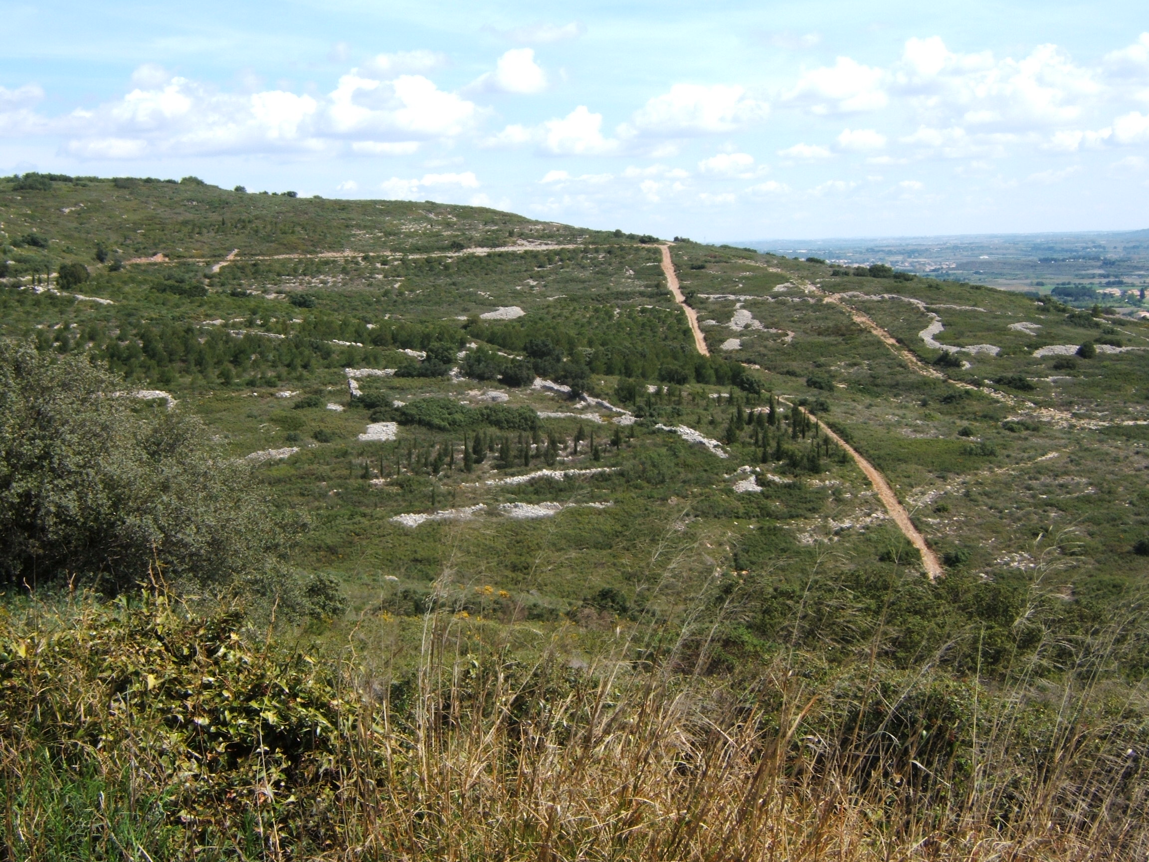 Les garrigues et massifs calcaires - Thau Nature